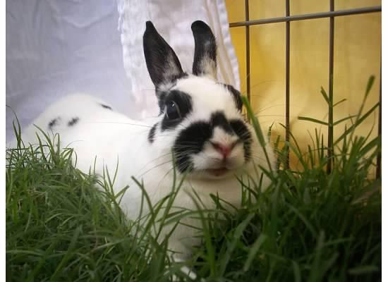 summer6 - Brambley Hedge Rabbit Rescue
