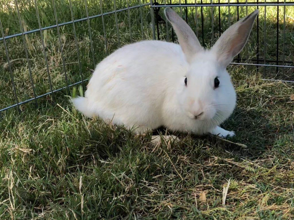 FullSizeR_04 - Brambley Hedge Rabbit Rescue