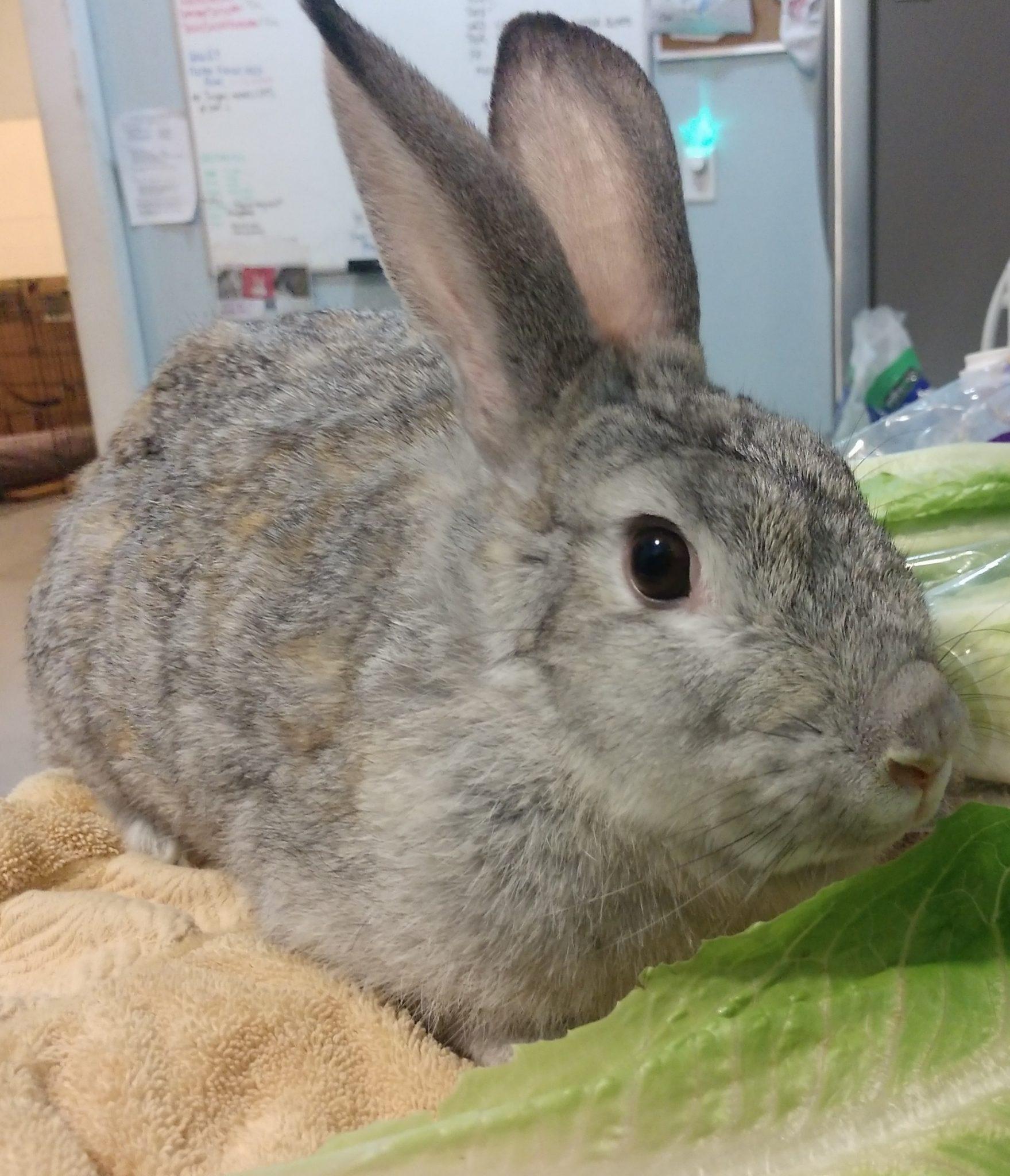 image0000001 - Brambley Hedge Rabbit Rescue