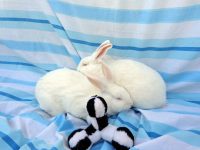 Bonded Bunnies - Brambley Hedge Rabbit Rescue