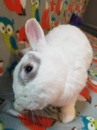 Adoptable Rabbits - Brambley Hedge Rabbit Rescue