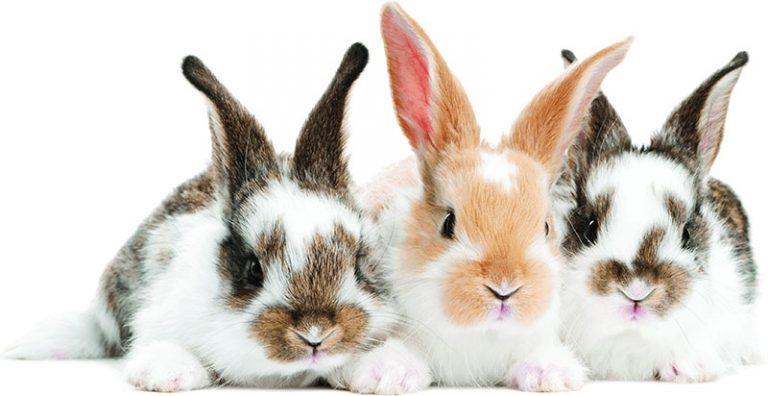 Brambley Hedge Rabbit Rescue, Inc.