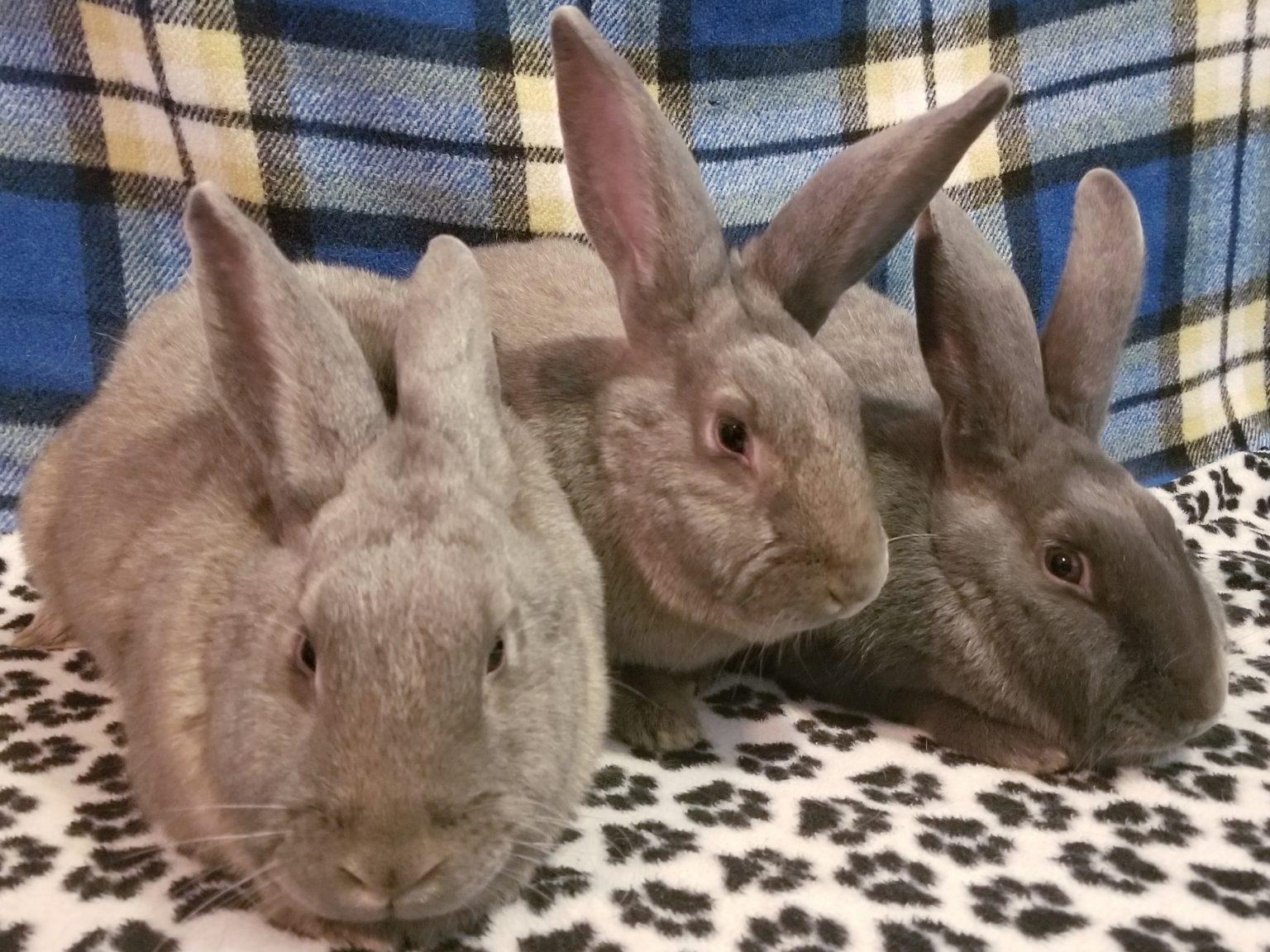 Adoption Procedures - Brambley Hedge Rabbit Rescue