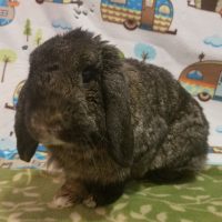 Adoptable Rabbits - Brambley Hedge Rabbit Rescue