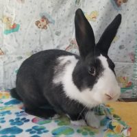 Adoptable Rabbits - Brambley Hedge Rabbit Rescue