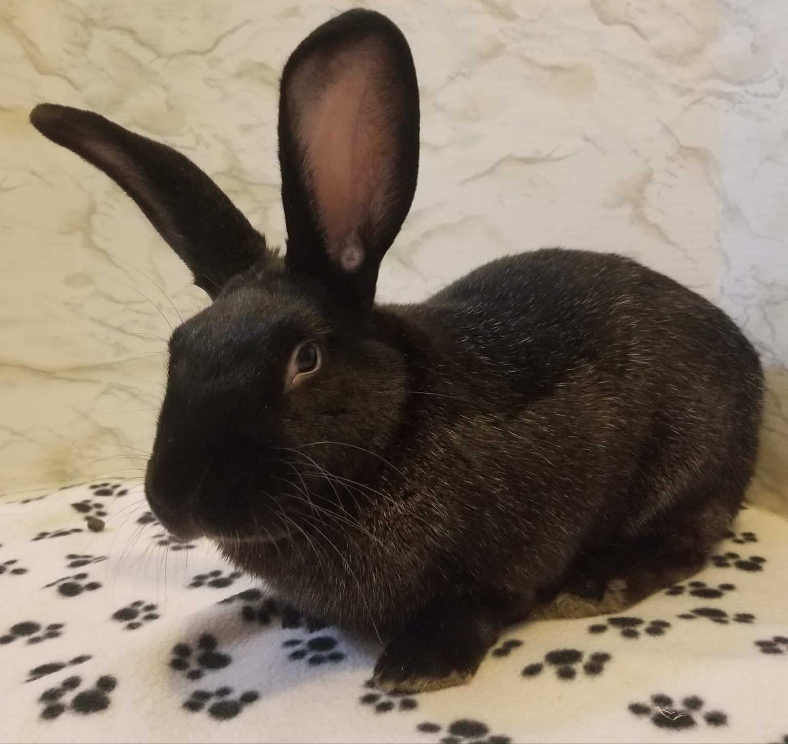 Shadow - Brambley Hedge Rabbit Rescue