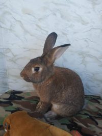 Male Rabbits - Brambley Hedge Rabbit Rescue