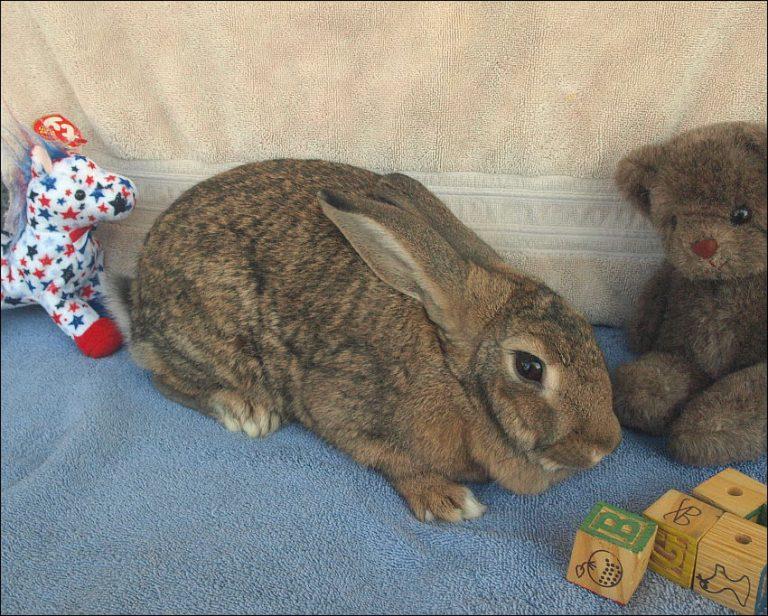 Zoom - Brambley Hedge Rabbit Rescue