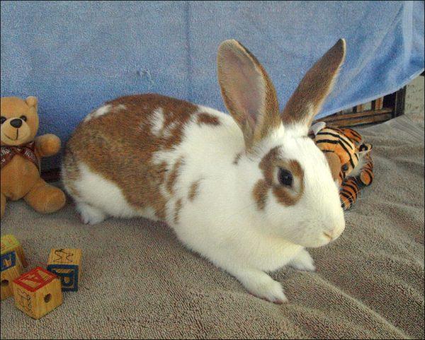 Blossom - Brambley Hedge Rabbit Rescue