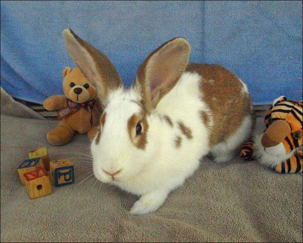 Blossom - Brambley Hedge Rabbit Rescue