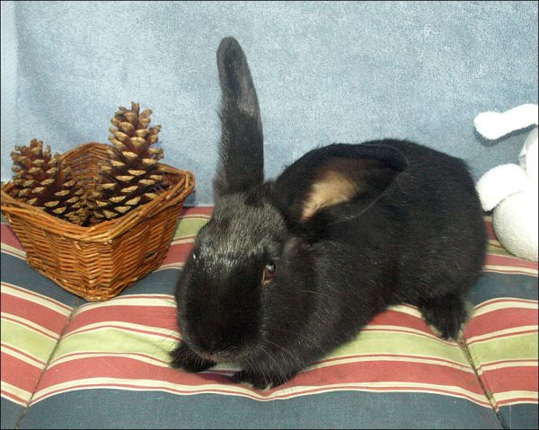 Boba - Brambley Hedge Rabbit Rescue