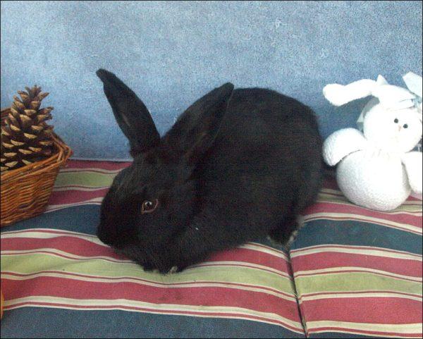 Boba - Brambley Hedge Rabbit Rescue