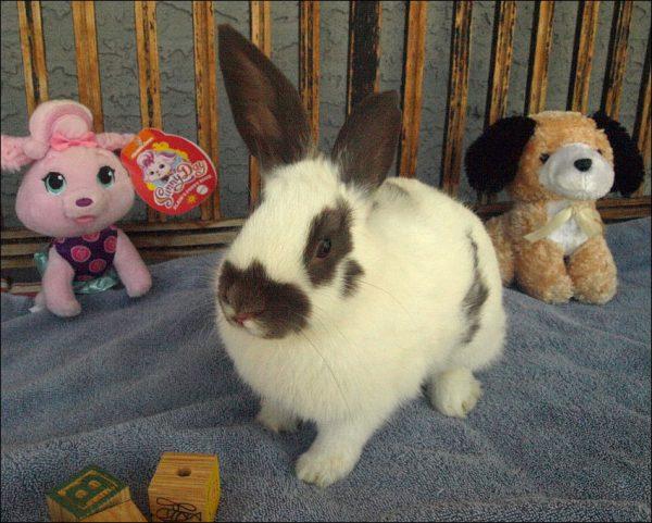 Pebbles - Brambley Hedge Rabbit Rescue